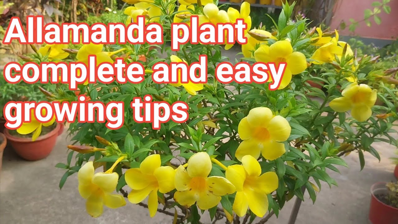 Allamanda easy and complete growing tips /Allamanda plant care ...