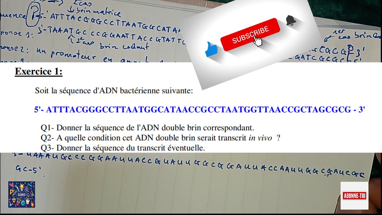 EXERCICE CORRIGE BIOLOGIE MOLECULAIRE/ REPLICATION ET TRANSCRIPTION D ...
