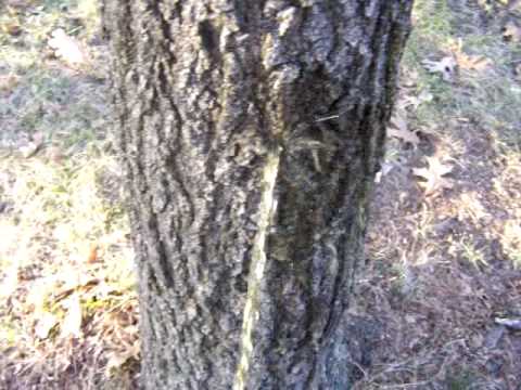 peeing on a tree - YouTube