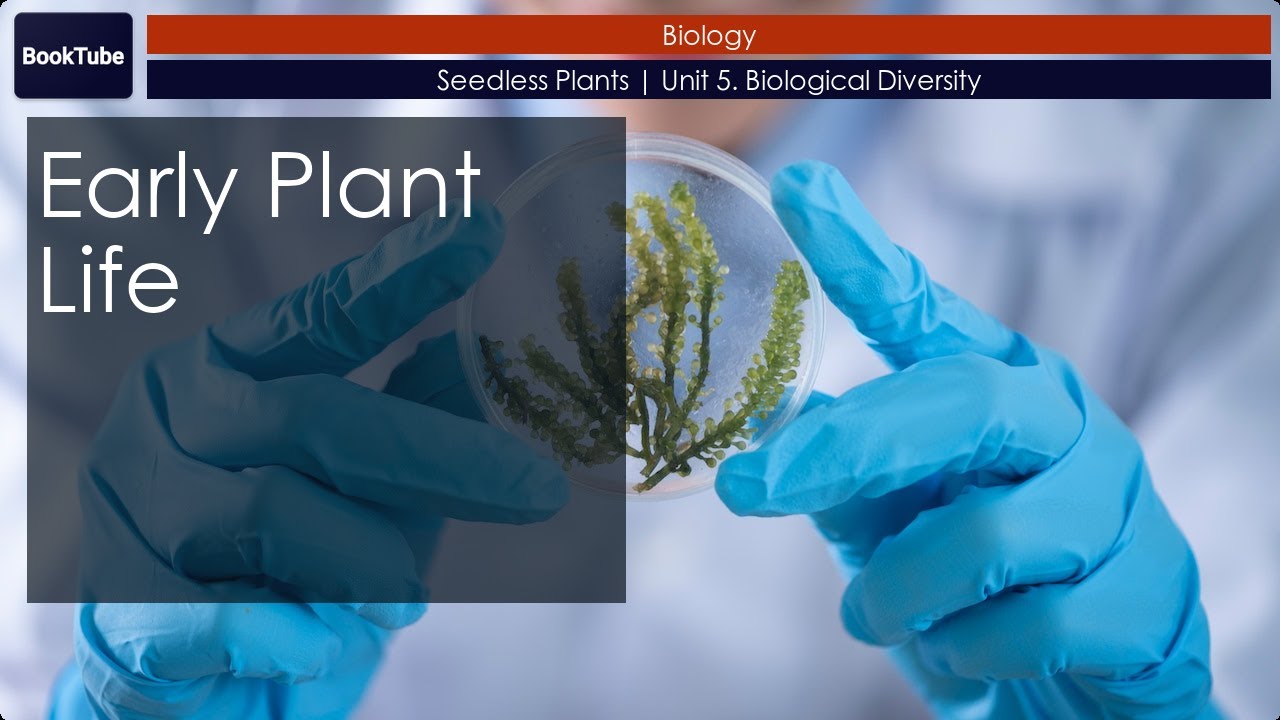 Early Plant Life | Seedless Plants | Unit 5. Biological Diversity - YouTube