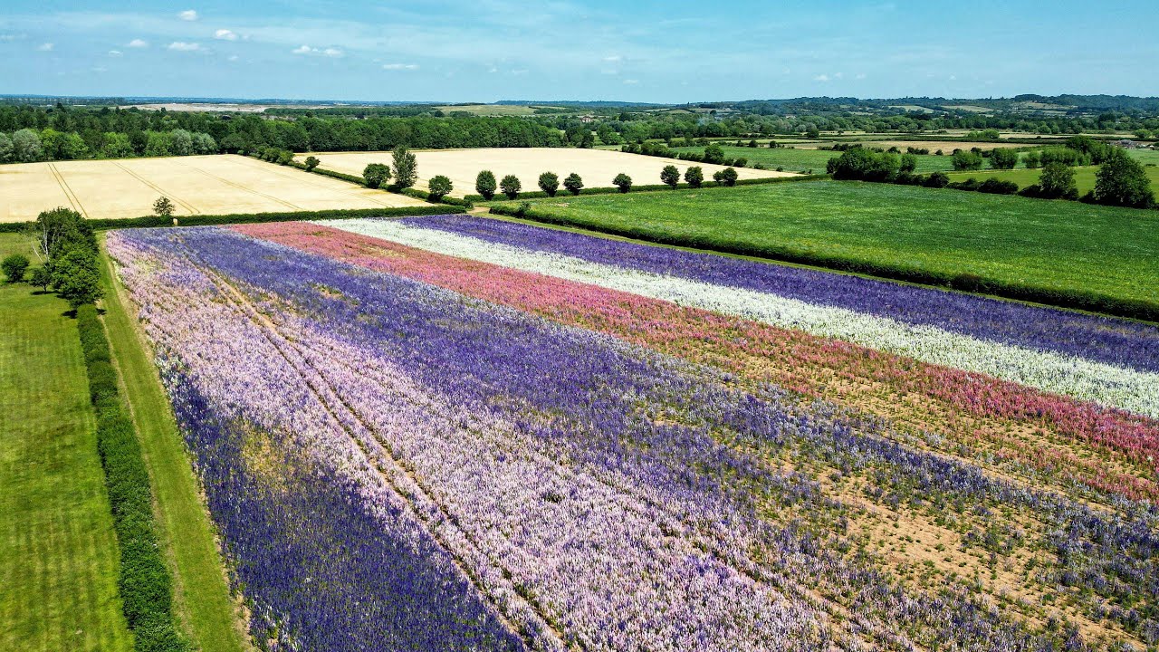 Beautiful confetti fields burst into colour as summer flowers bloom ...