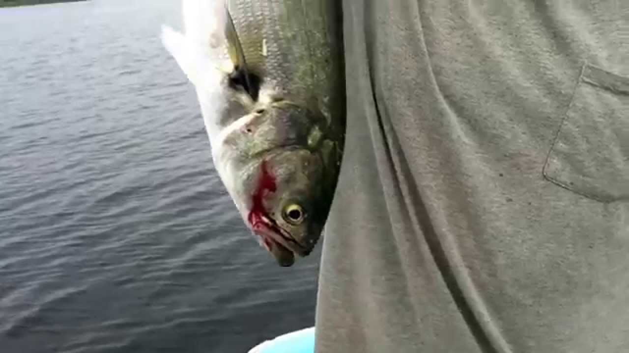 Bluefish PECONIC BAY - YouTube