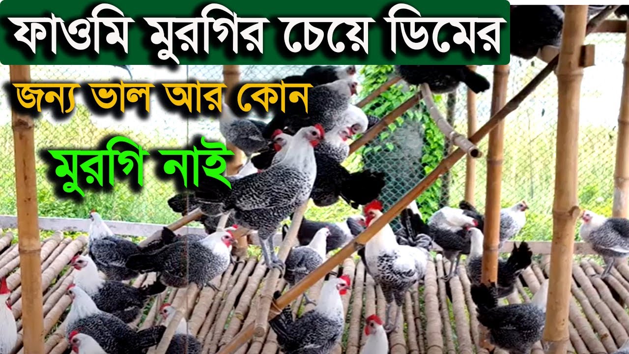 ফিরিয়ে আনা প্রয়োজন ফাওমি জাতের মুরগি কারণ ডিমের জন্য এরচেয়ে ভাল কোন ...