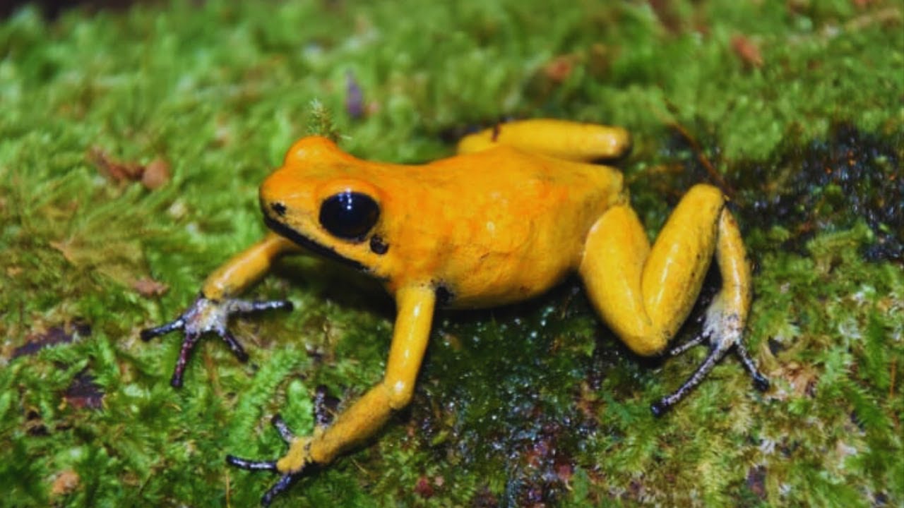 SAPO DOURADO: O Animal mais Venenoso do Mundo! - YouTube
