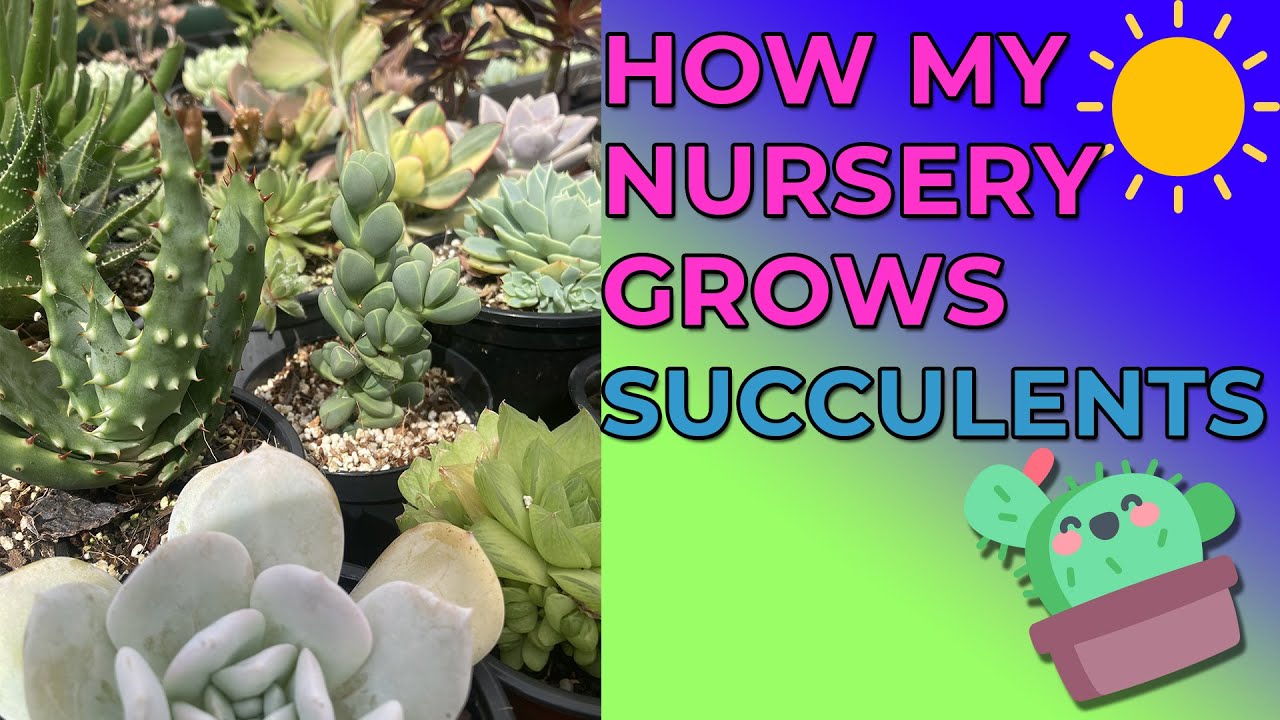 How My Plant Nursery Grows Succulents - YouTube