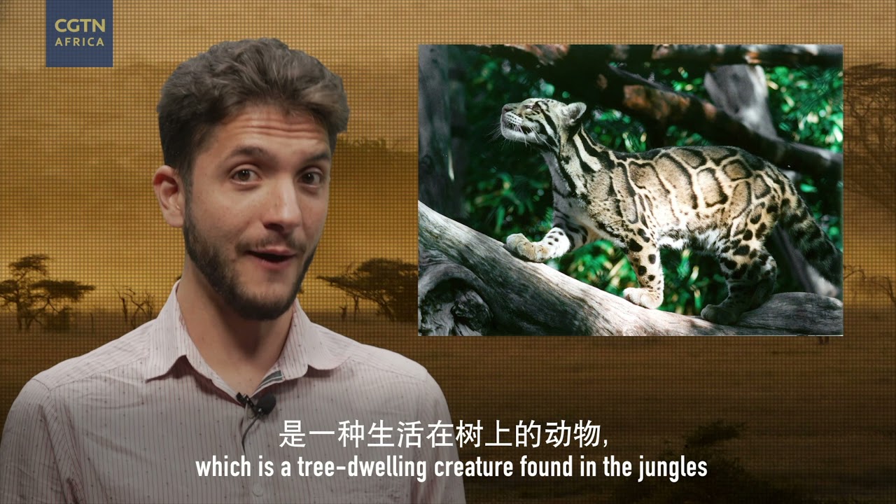 Animal Dictionary: Leopard, the spotted, tree-dwelling hunter - YouTube