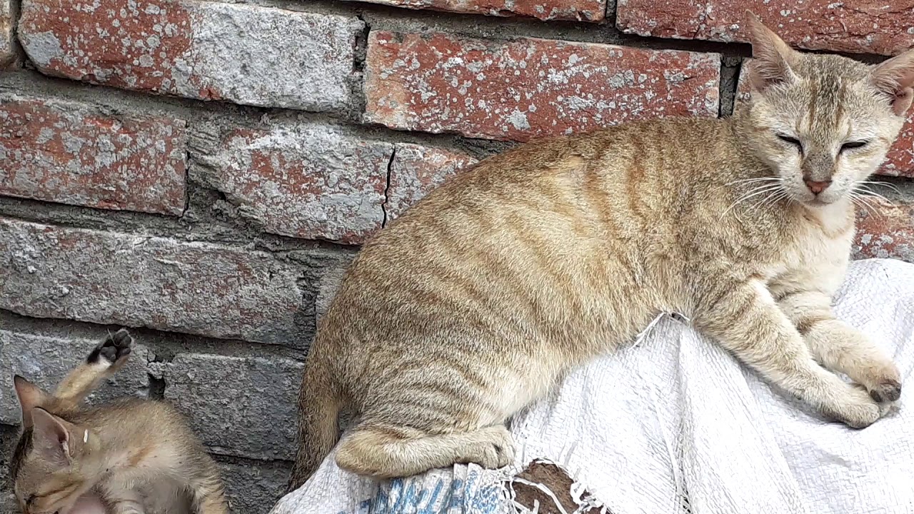 Wild Cat of Bangladesh - YouTube