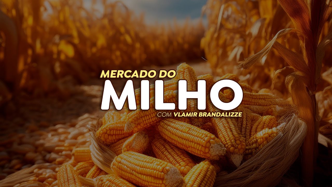 Consumo mundial de milho excederá a produção em 10 milhões de toneladas ...