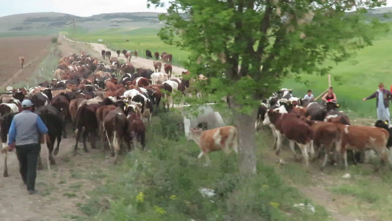 Herd of Cattle in Turkey - YouTube
