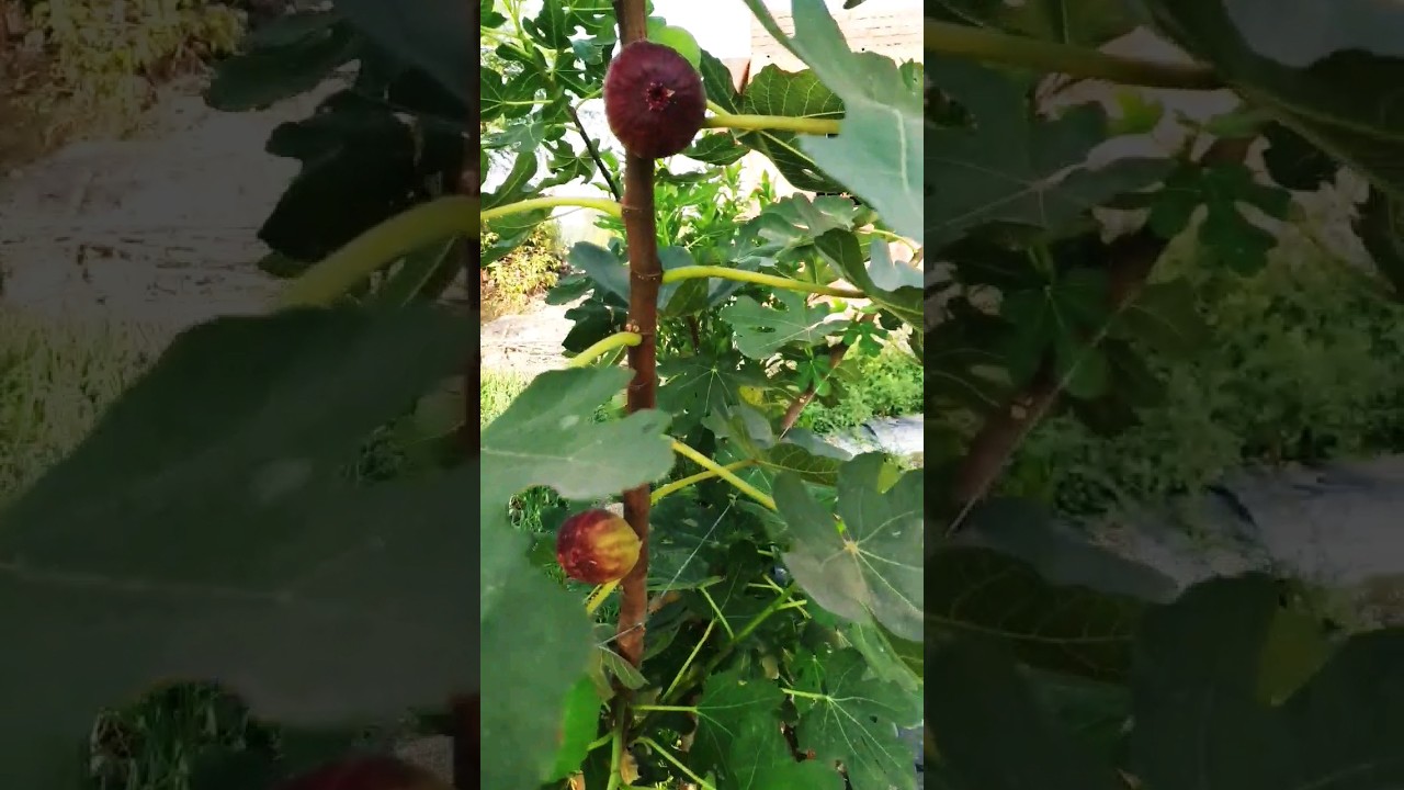 Angir Fruits #farming #anjir #india #food #agrigenes #fruit #mango # ...