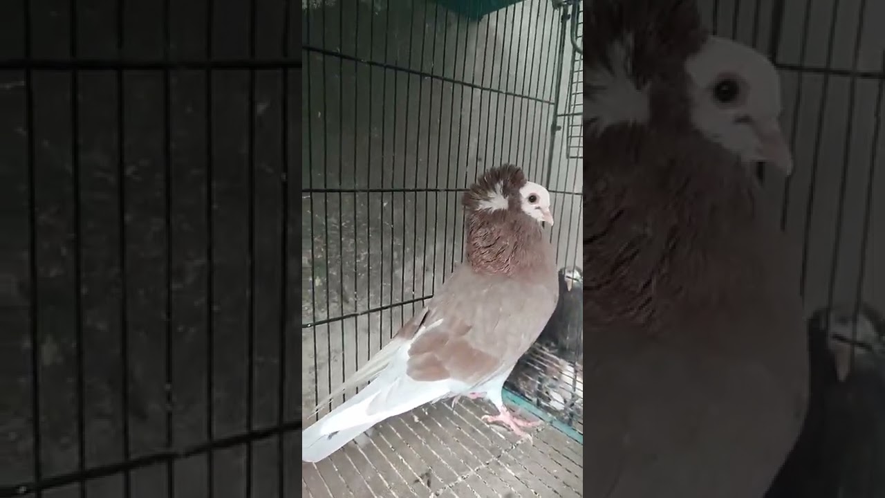 Mookee/Mukhi Pigeon New Mutation | Sunny Birds - YouTube