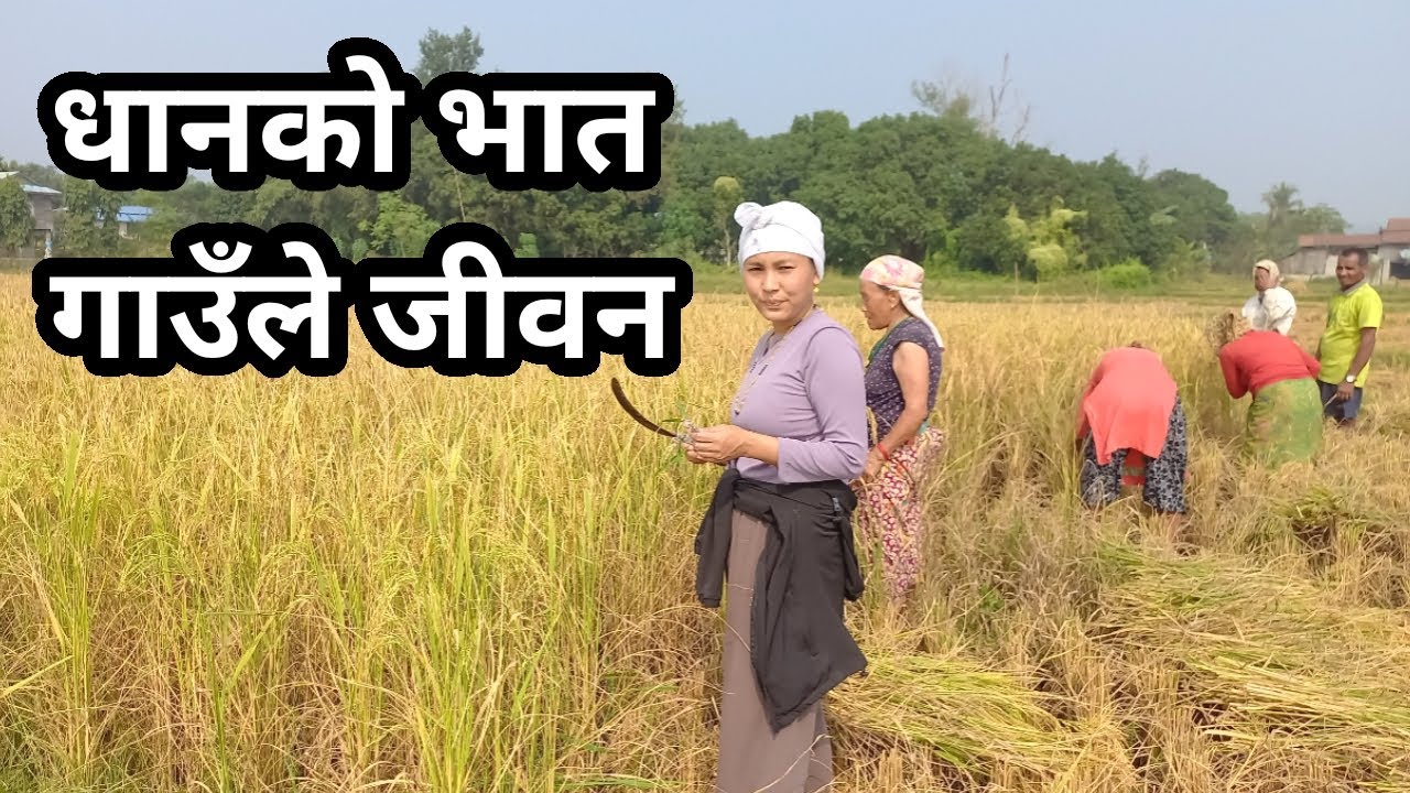 Dhan katdai Nepal maa bhat khako Dhaan kateko | dhan katne ho #foryou # ...