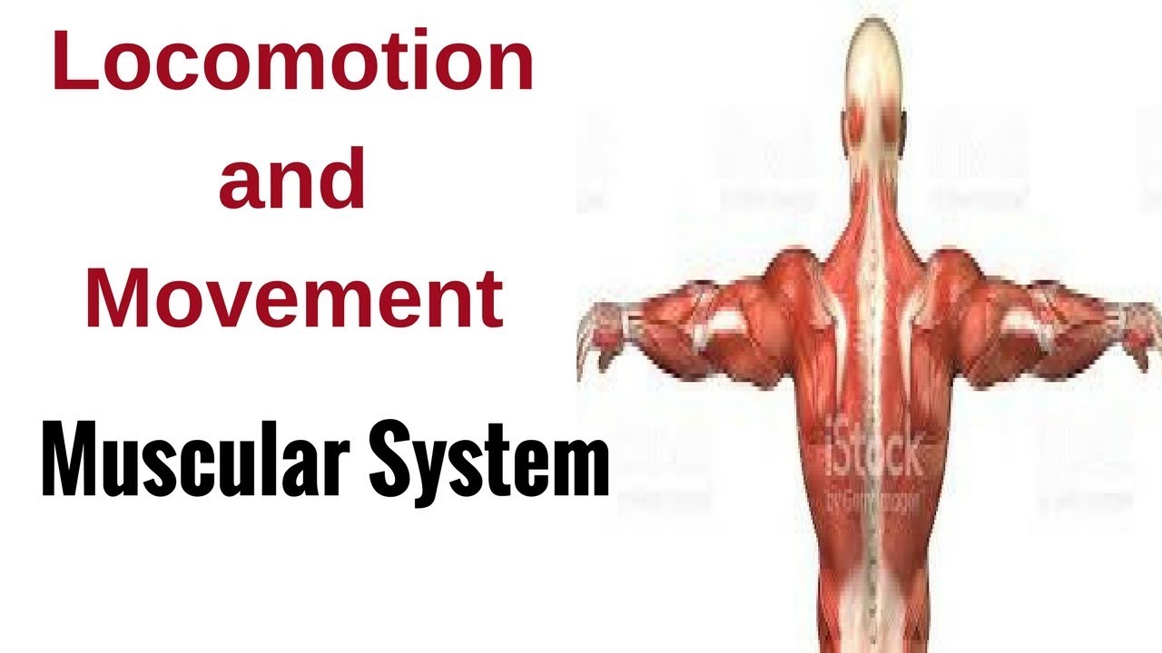 Locomotion and Movement - Muscular System - YouTube