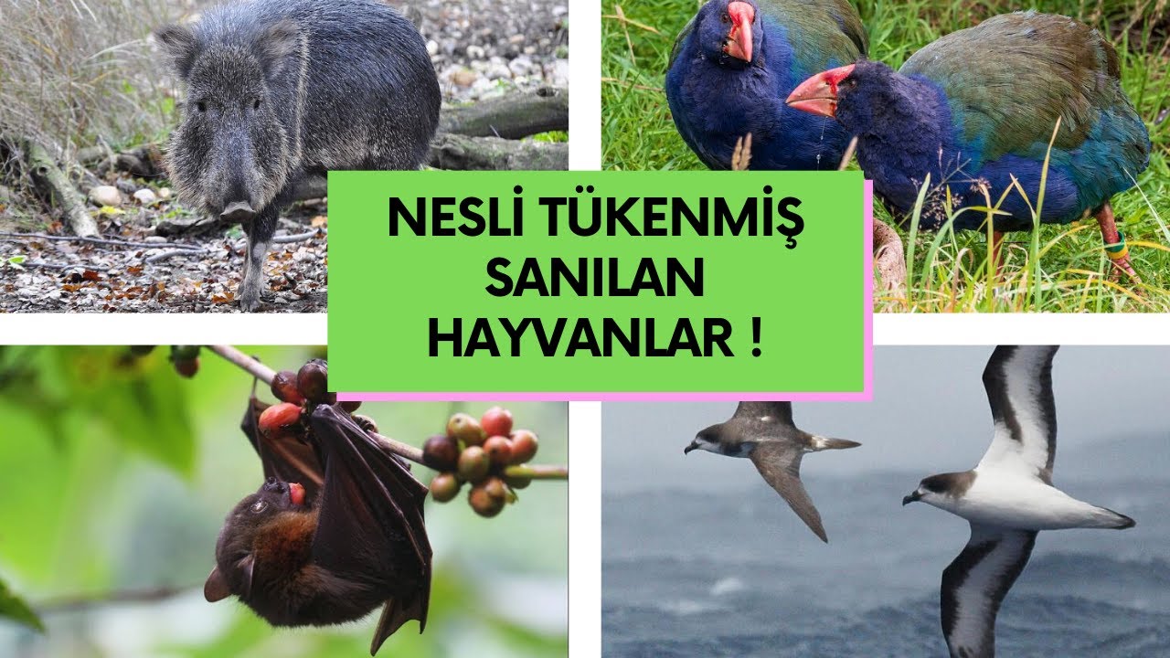 Nesli Tükenmiş Sanılan Hayvanlar - YouTube