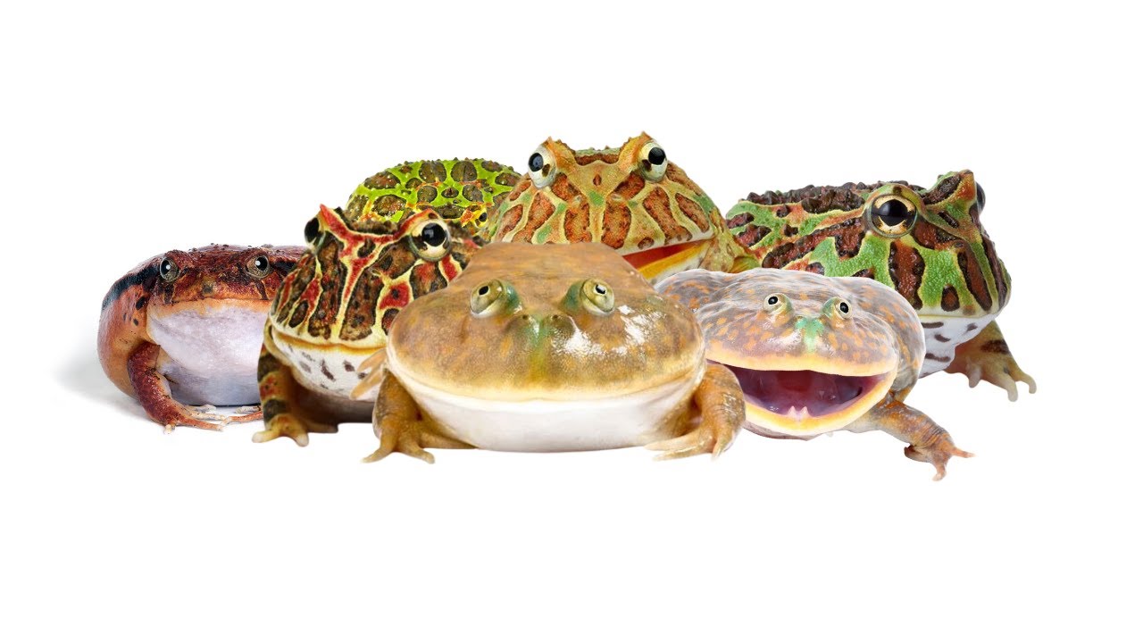 Cute Screaming Frogs To Make Your Day Better - YouTube