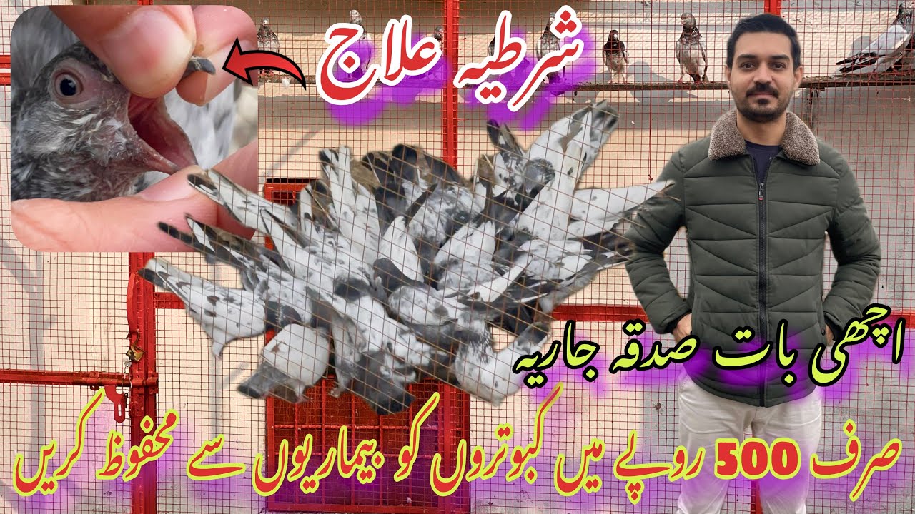 Lakhon k kabotaron ka ilaj sirf 500 me 😍😍 How to Use medicine for ...