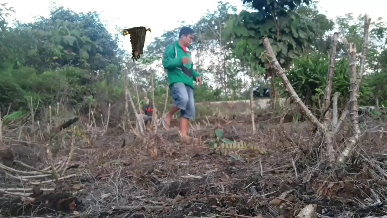 Burung Elang Hinggap Di Tangan - YouTube