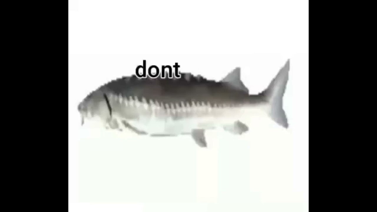 Fish Meme (Don't cry...) - YouTube