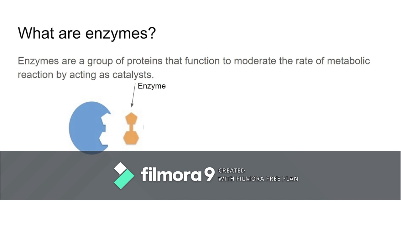 Biology Project on Enzymes - YouTube