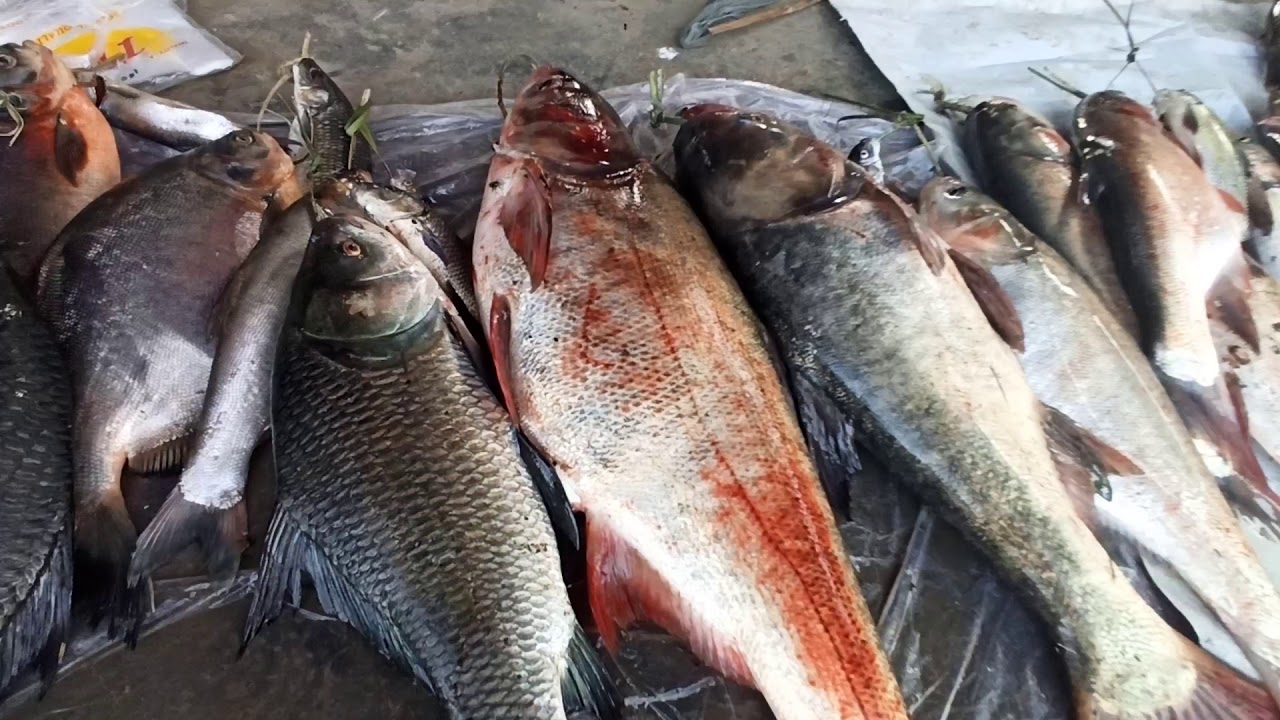 DARLAK BAJAR AH DARLAK SANGHA THAR AN ZUAR - YouTube