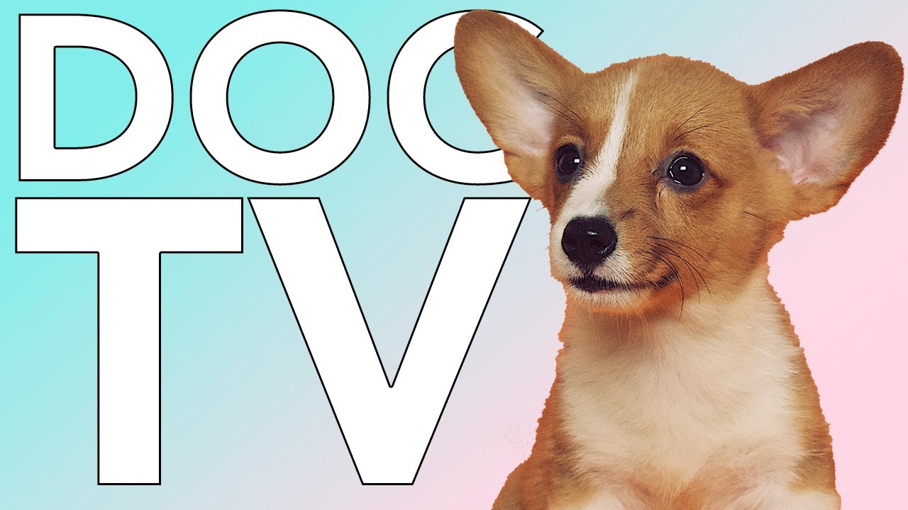 Petflix TV for Dogs! Very Entertaining Video for Dog to Watch! - YouTube