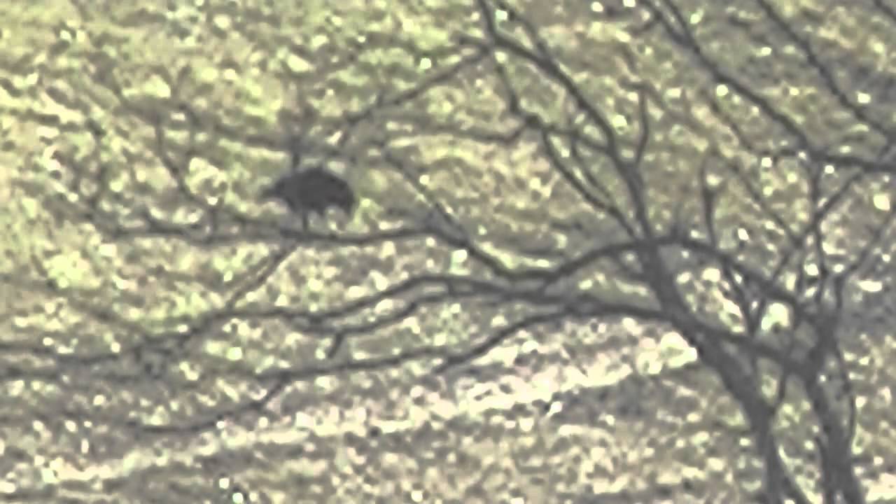 350m (382yd) 20 Practical Long range crow shooting. - YouTube