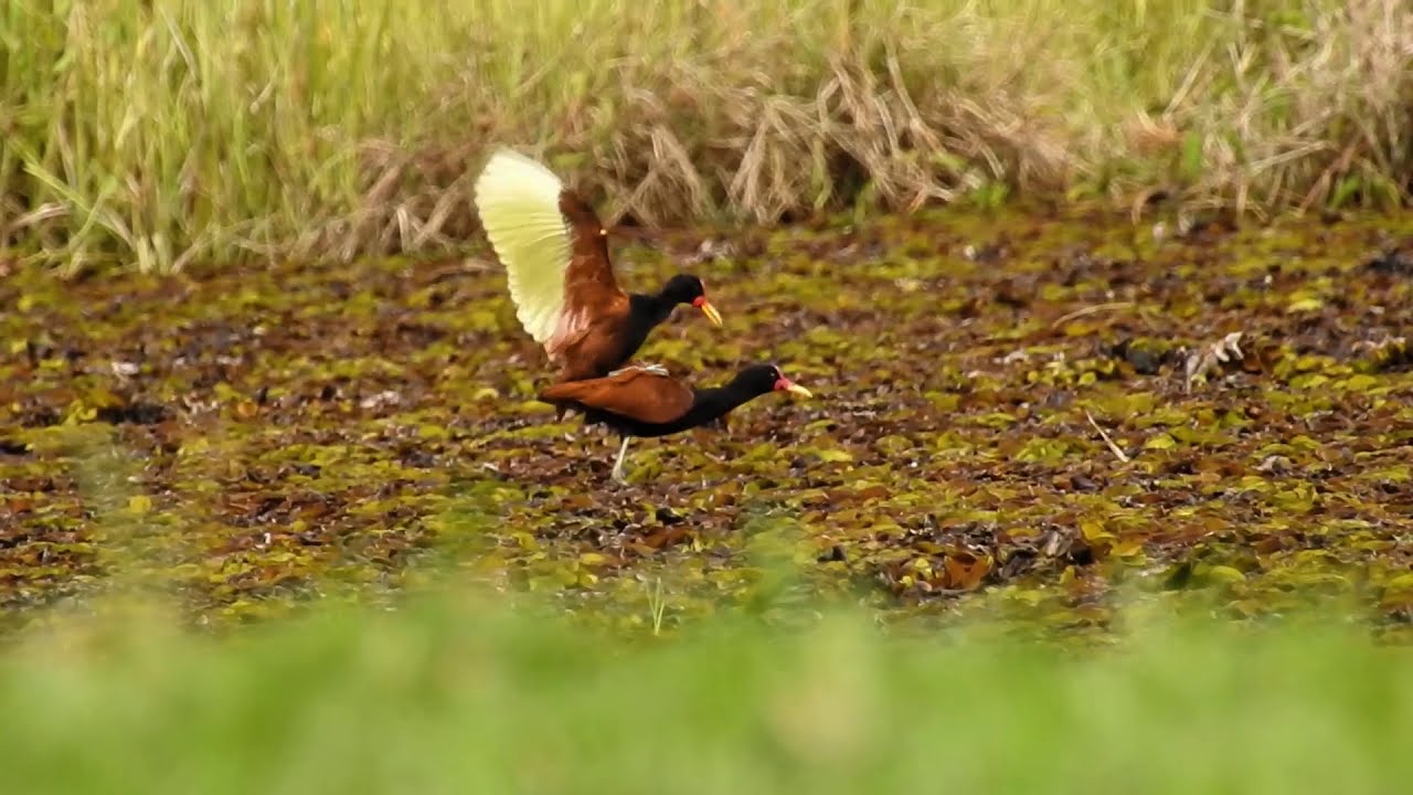 WATTLED JACANA mating (JACANA JACANA), JAÇANÃ, Huge feet make it easy ...