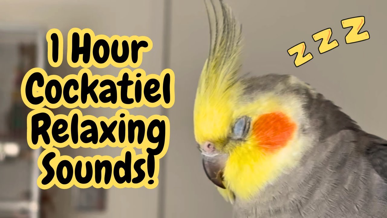 Cockatiel Sound | Beak Grinding with Rain ASMR Conditioned Calm 1 Hour ...
