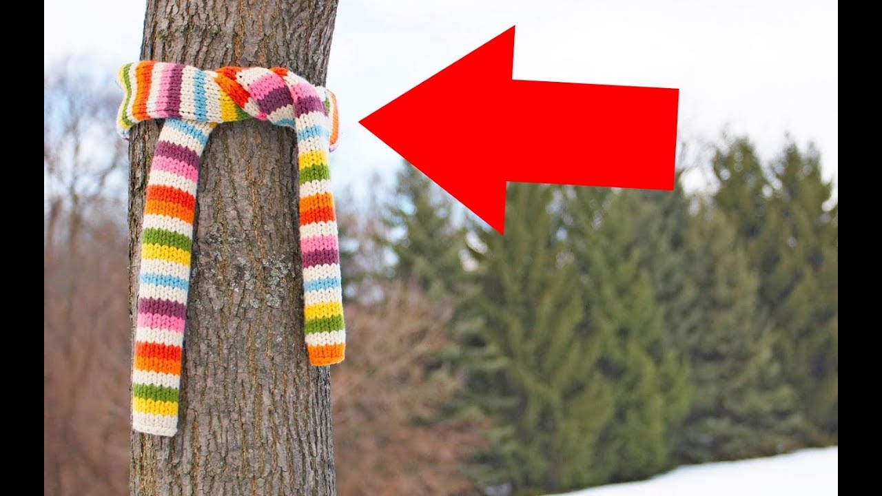 This Winter If You See Scarves Tied Around Trees Or Poles, This Is What ...