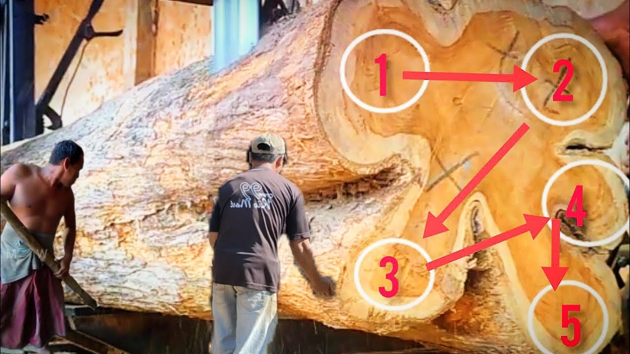 Sawing & Cutting Rare and Dangerous Lip Wood Segments at the Sawmill ...