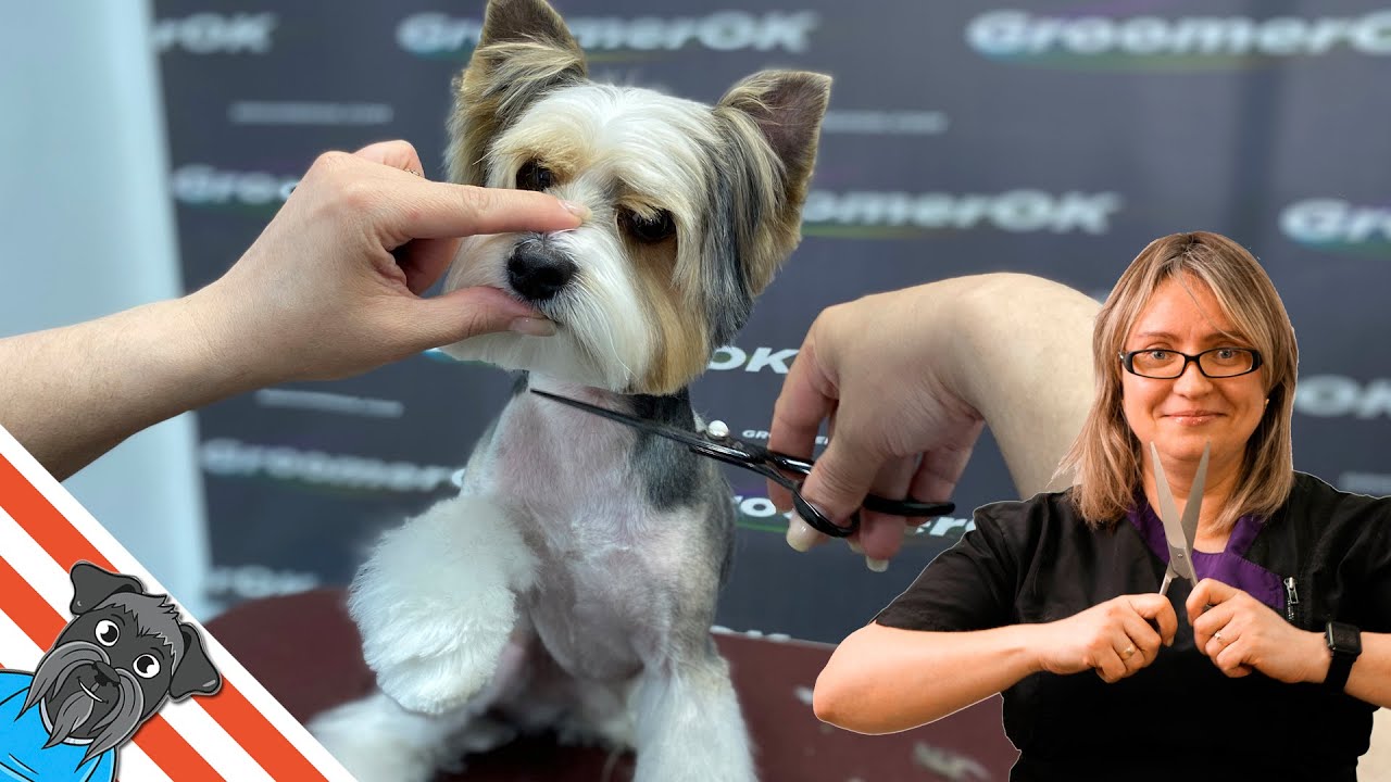 Biewer yorkshire grooming - How to groom a biewer yorkie? - YouTube