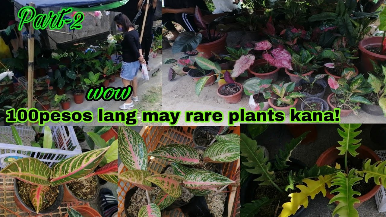 Bagsak presyong mga halaman, rare plants napaka mura nlang ngayon ...