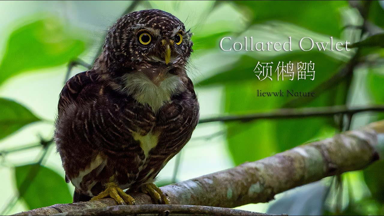 How this small owl making call .... really strong .... Collared Owlet ...