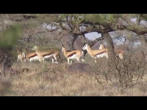 Springbuck Head Shot - YouTube