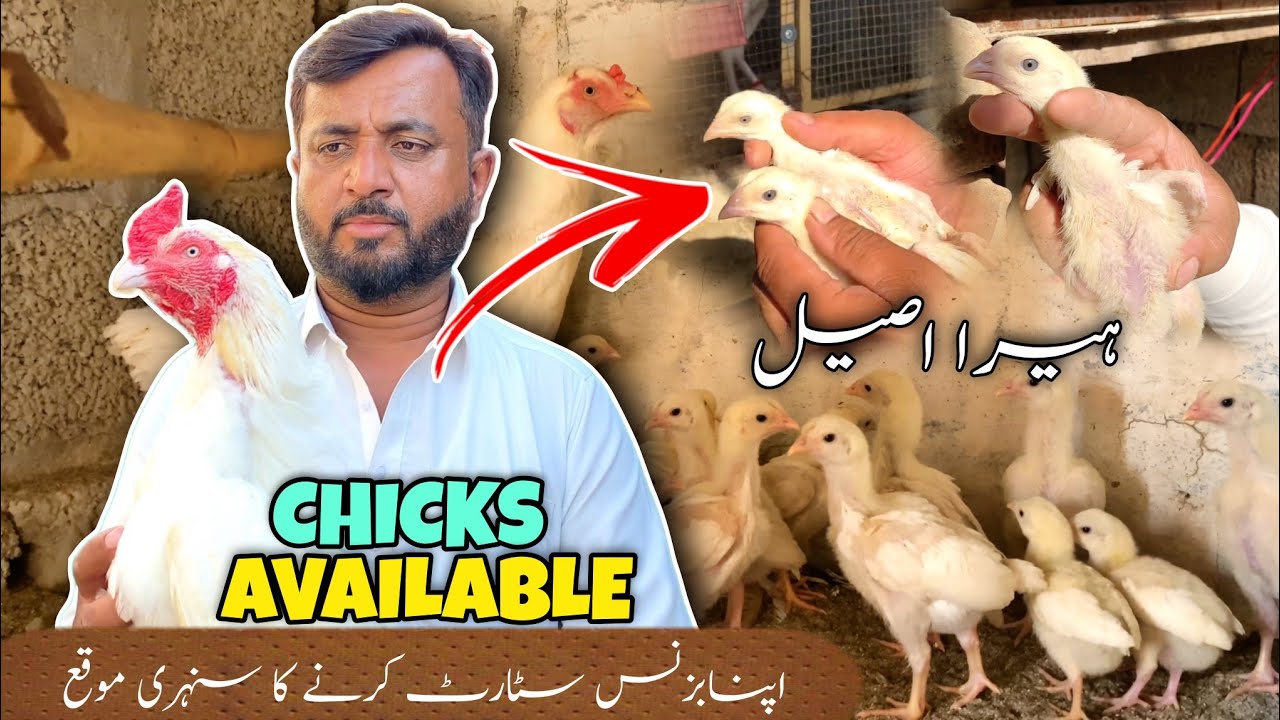 Heera Aseel Old Bloodline Hen Farming 2024 | Paper White Heera Aseel ...