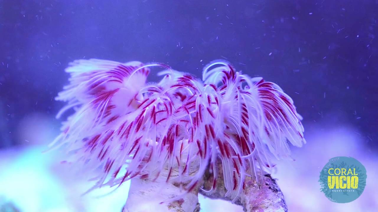 Red Coco Worm (Protula magnifica) - YouTube