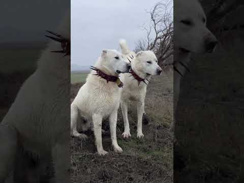 Akbaş köpek ırkı hakkında ansiklopedik bilgi