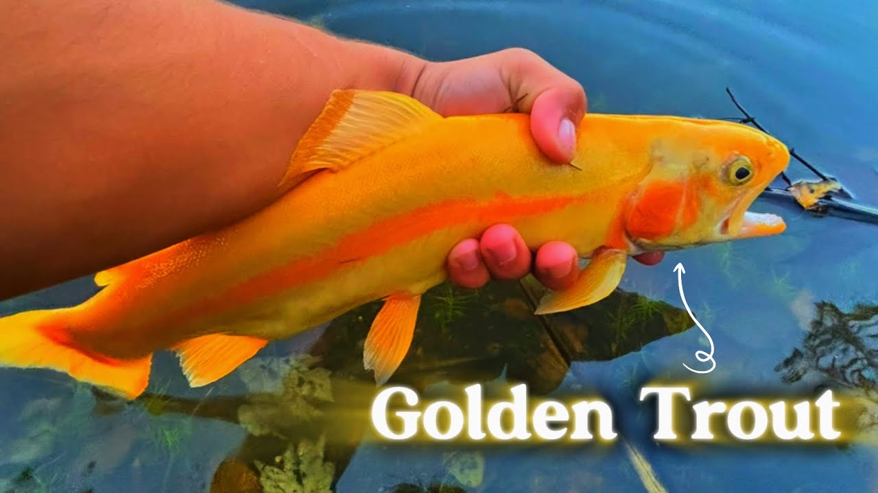 Chasing the Golden Rainbow Trout! ( Palomino ) - YouTube