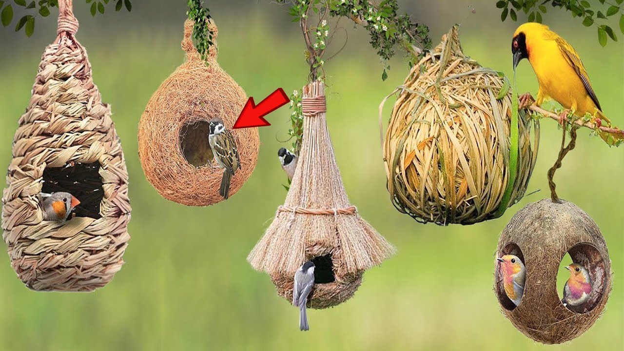 Most Amazing Nests In The Animal World 2023 - YouTube