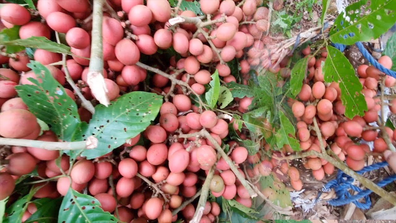 Harvesting Wild Fruits Red Lanzones - YouTube