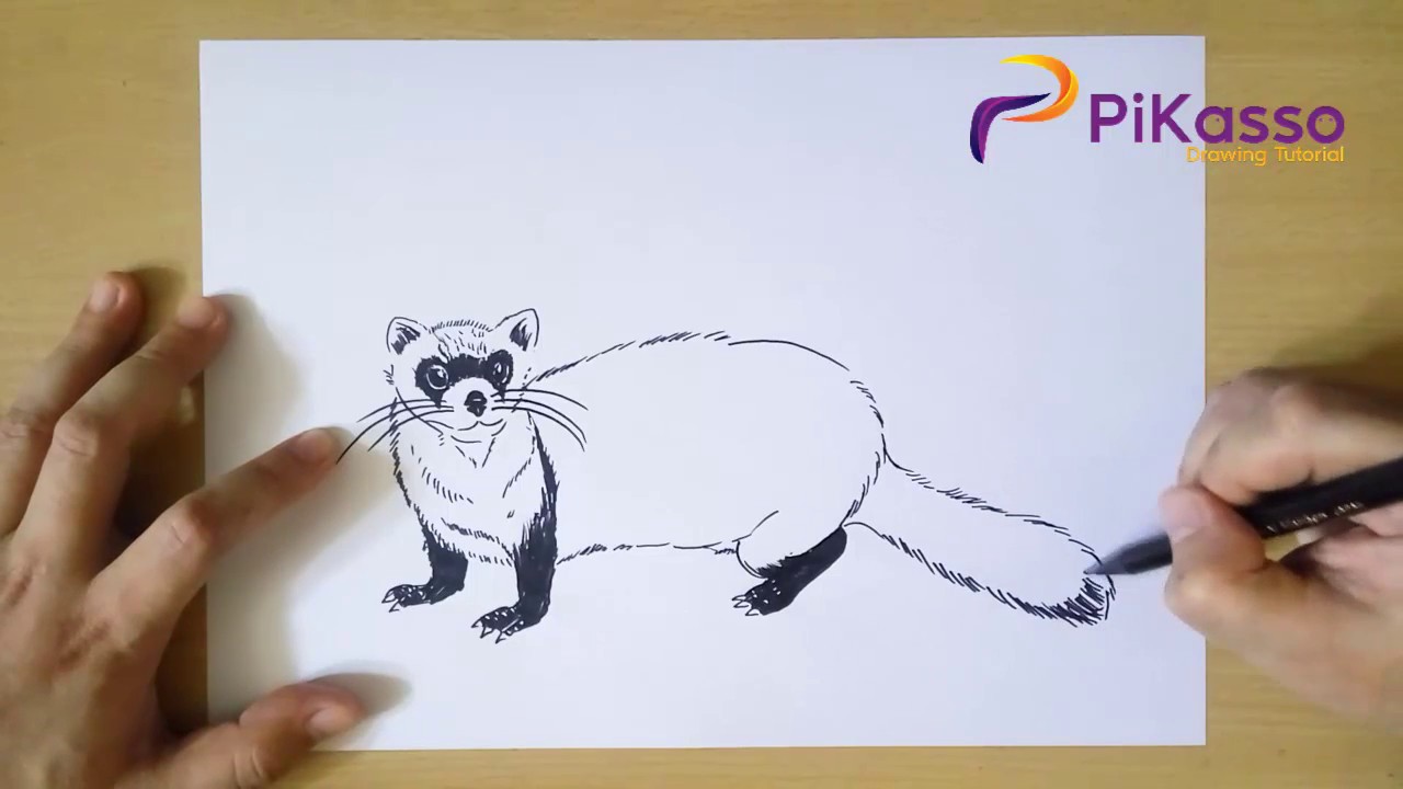 How to Draw Ferret step by step Simple - YouTube