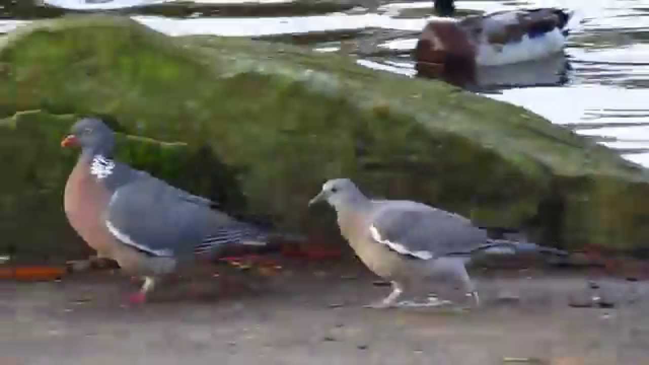 Woodpigeon squab being fed by parent - YouTube