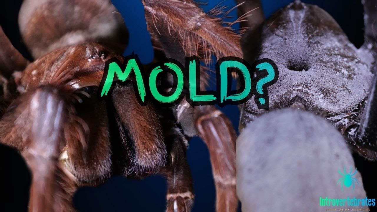When Mold Grows on a Tarantula: A Case Study with Siuzi - YouTube