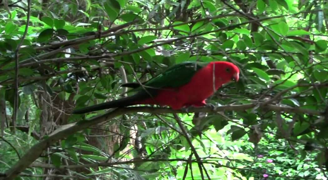 Wild Australian King Parrot in Forest. - YouTube