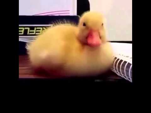 Ima duck - YouTube
