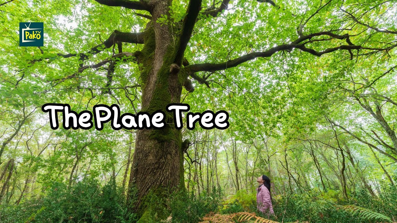 The Plane Tree - Story for Kids l Written before Christ by Aesop - YouTube