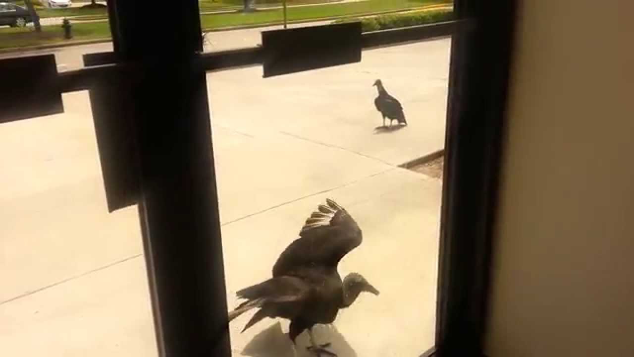 Buzzard Attack!! - YouTube