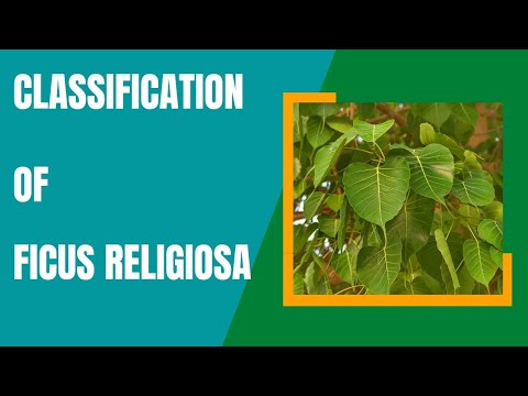 #Classification of Ficus religiosa( peepal) - YouTube