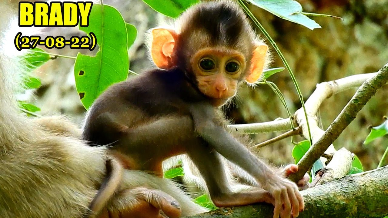 BREAKING NEWS! POOR BRADY OFTEN LOOKS TO THE ROAD AND CAR MAYBE HE MISSES HIS MOM LIBBY. - YouTube