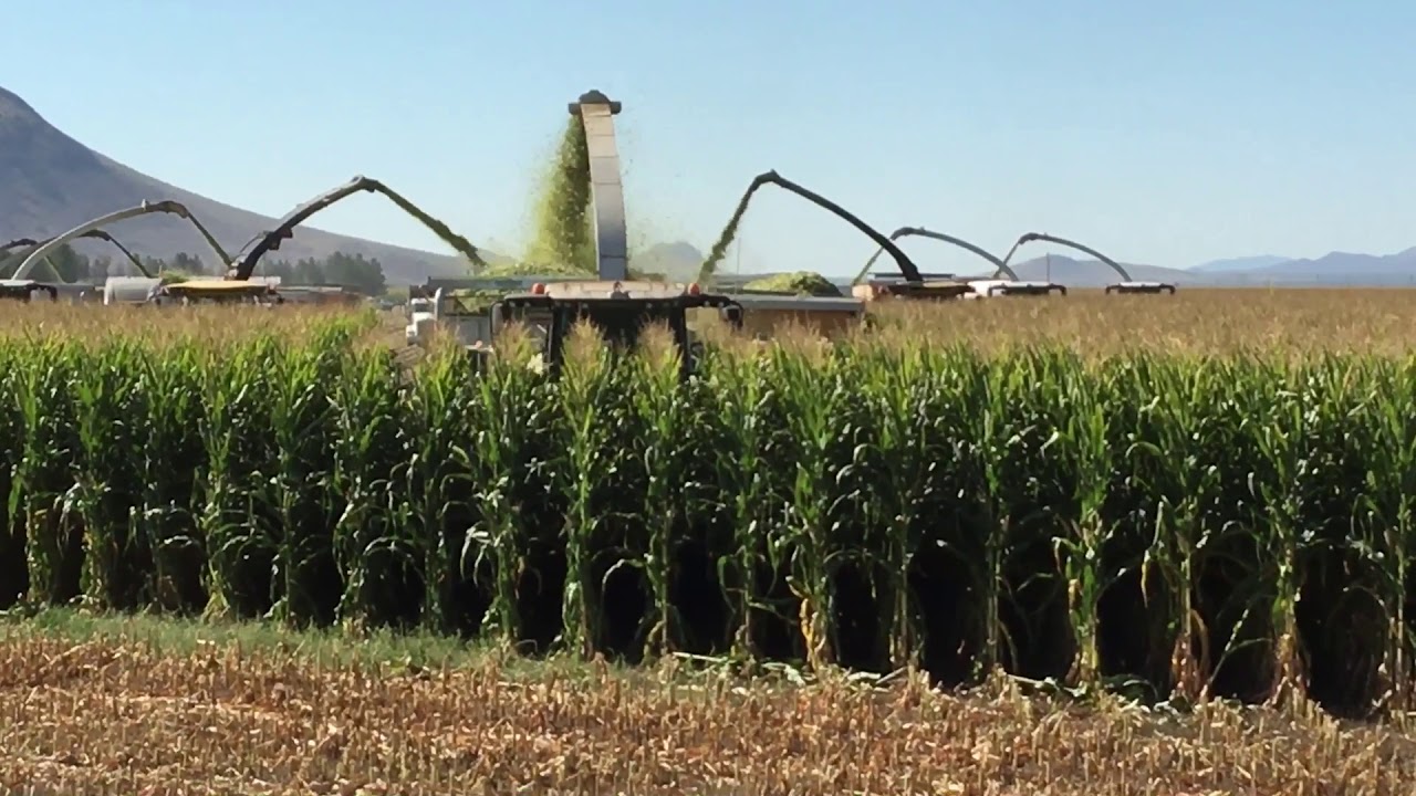 Corn Harvest...Arizona style!!! - YouTube